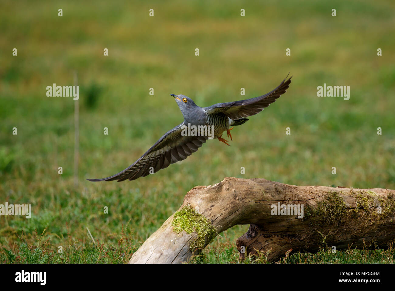 Cuckoo in flight hi-res stock photography and images - Alamy