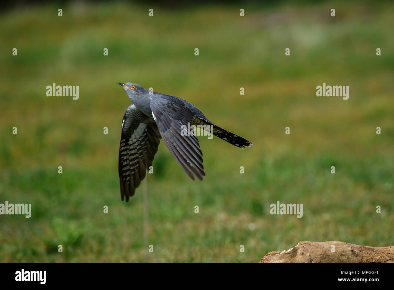 A Common cuckoo in flight Stock Photo - Alamy