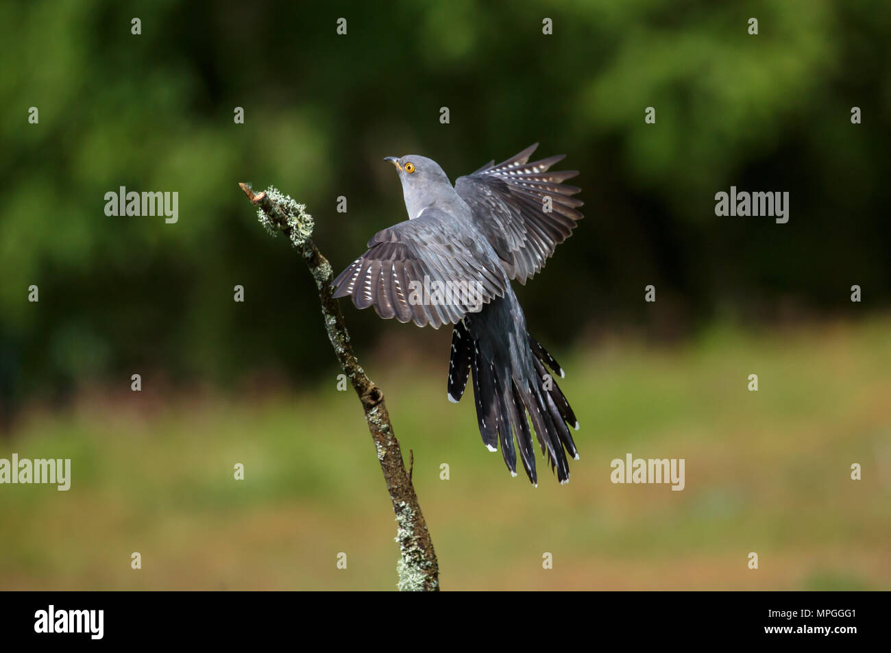 Cuckoo in flight hi-res stock photography and images - Alamy