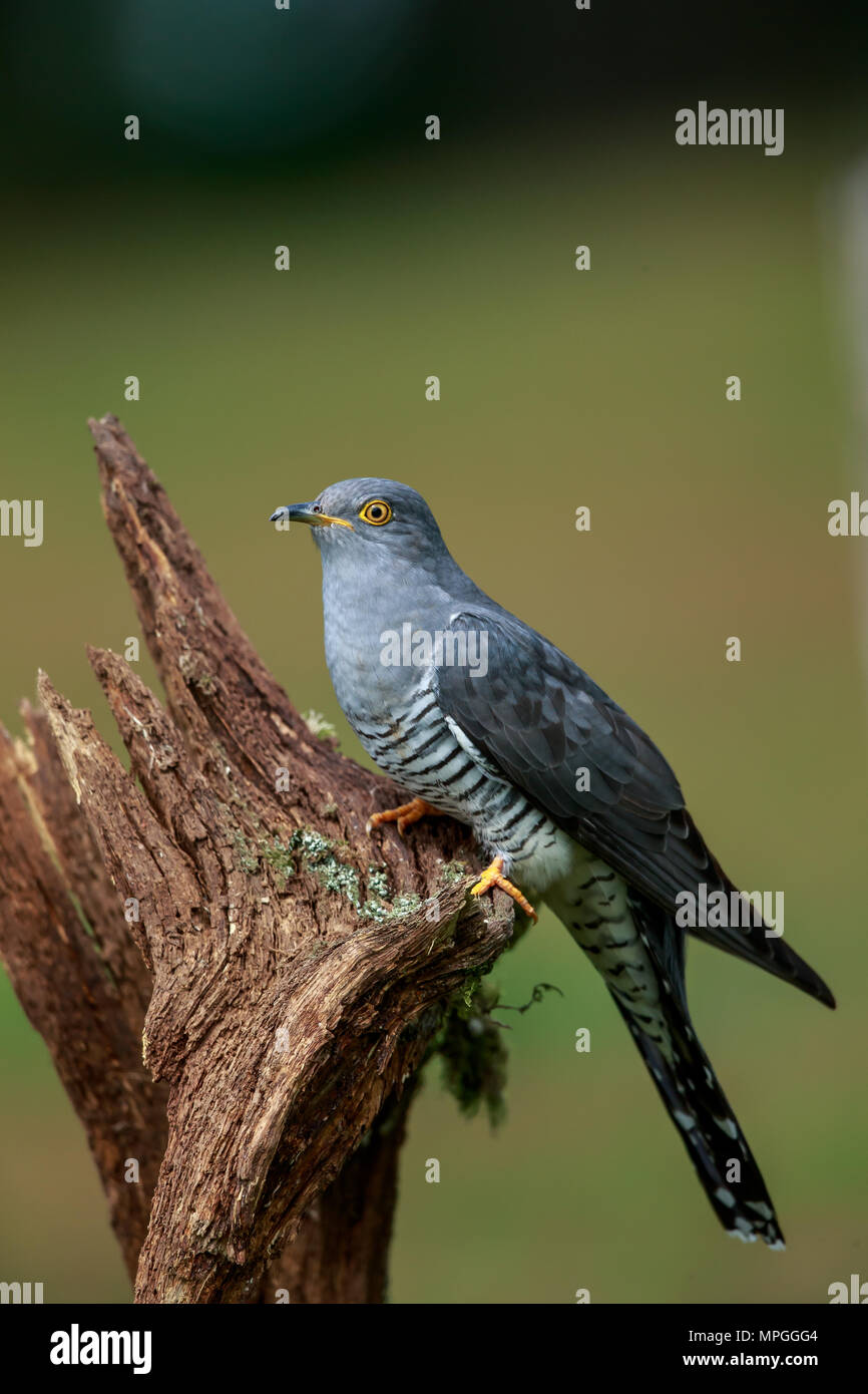 Common cuckoos hi-res stock photography and images - Alamy