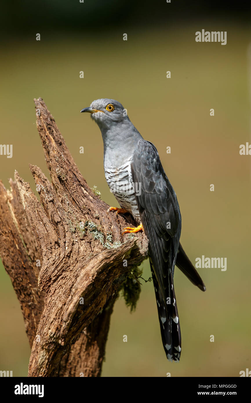 A Common cuckoo perched Stock Photo - Alamy