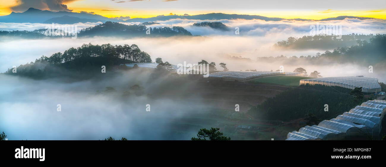 Sunrise over hillside a pine forest with long sun rays pass through ...