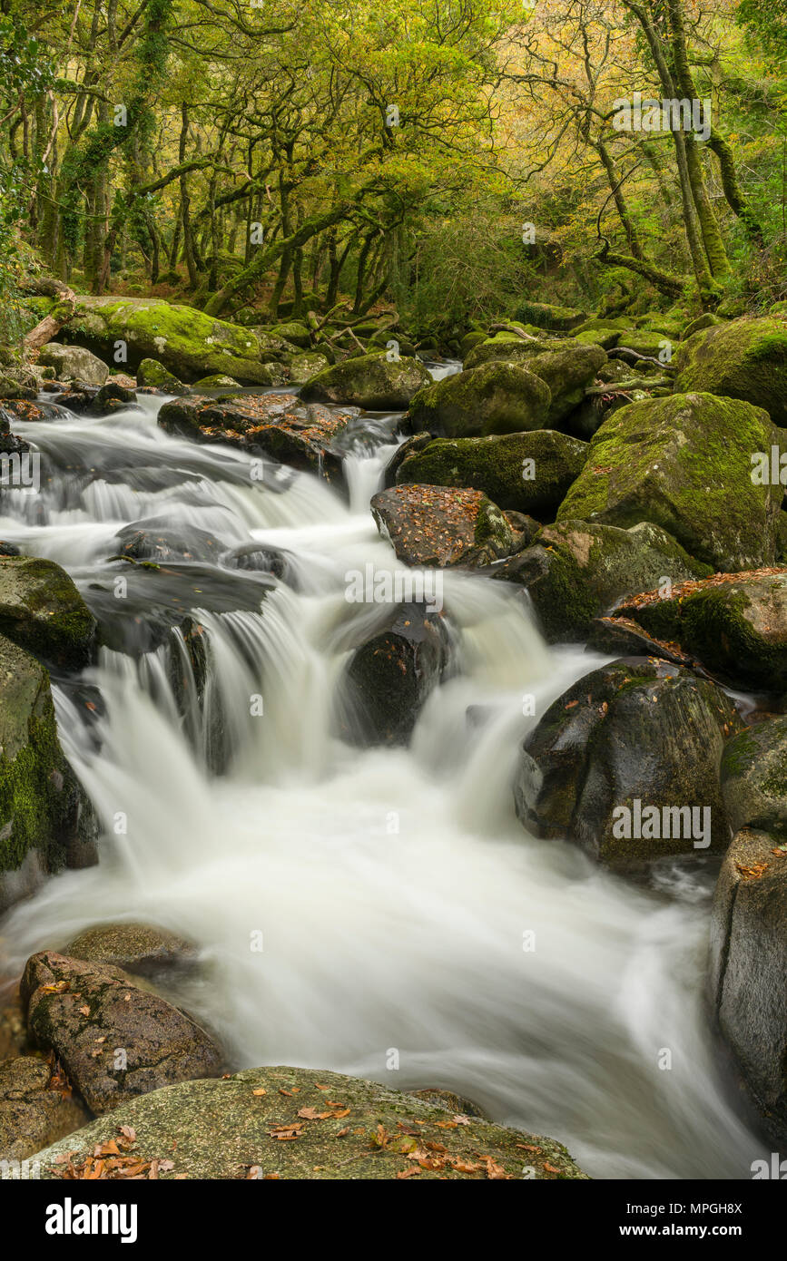 The River Plym flowing though Dewerstone Wood in autumn in Dartmoor ...