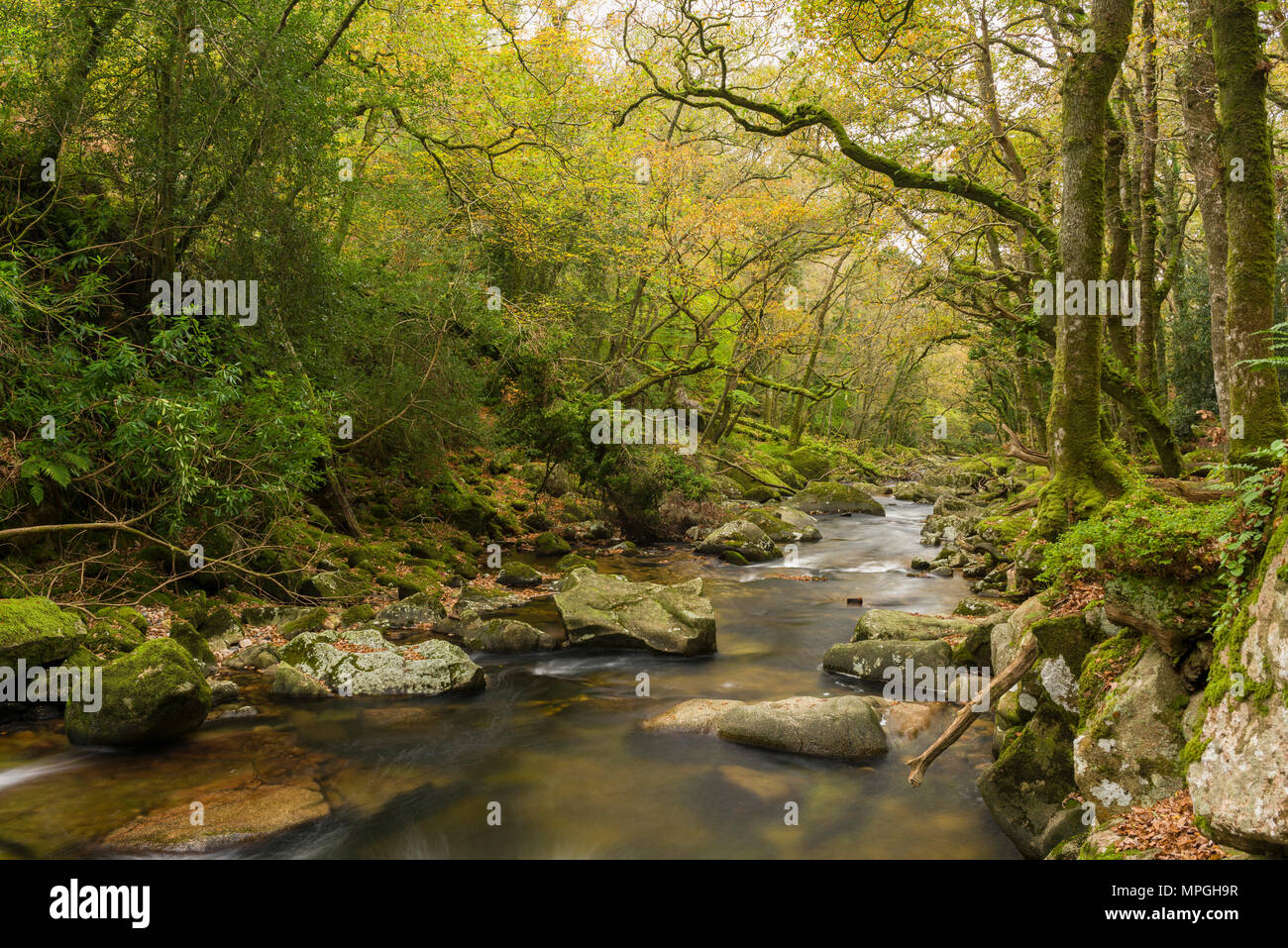 The River Plym flowing though Dewerstone Wood in autumn in Dartmoor ...