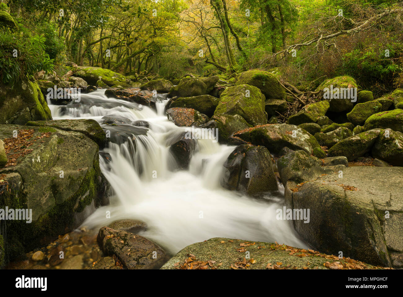 The River Plym flowing though Dewerstone Wood in autumn in Dartmoor ...