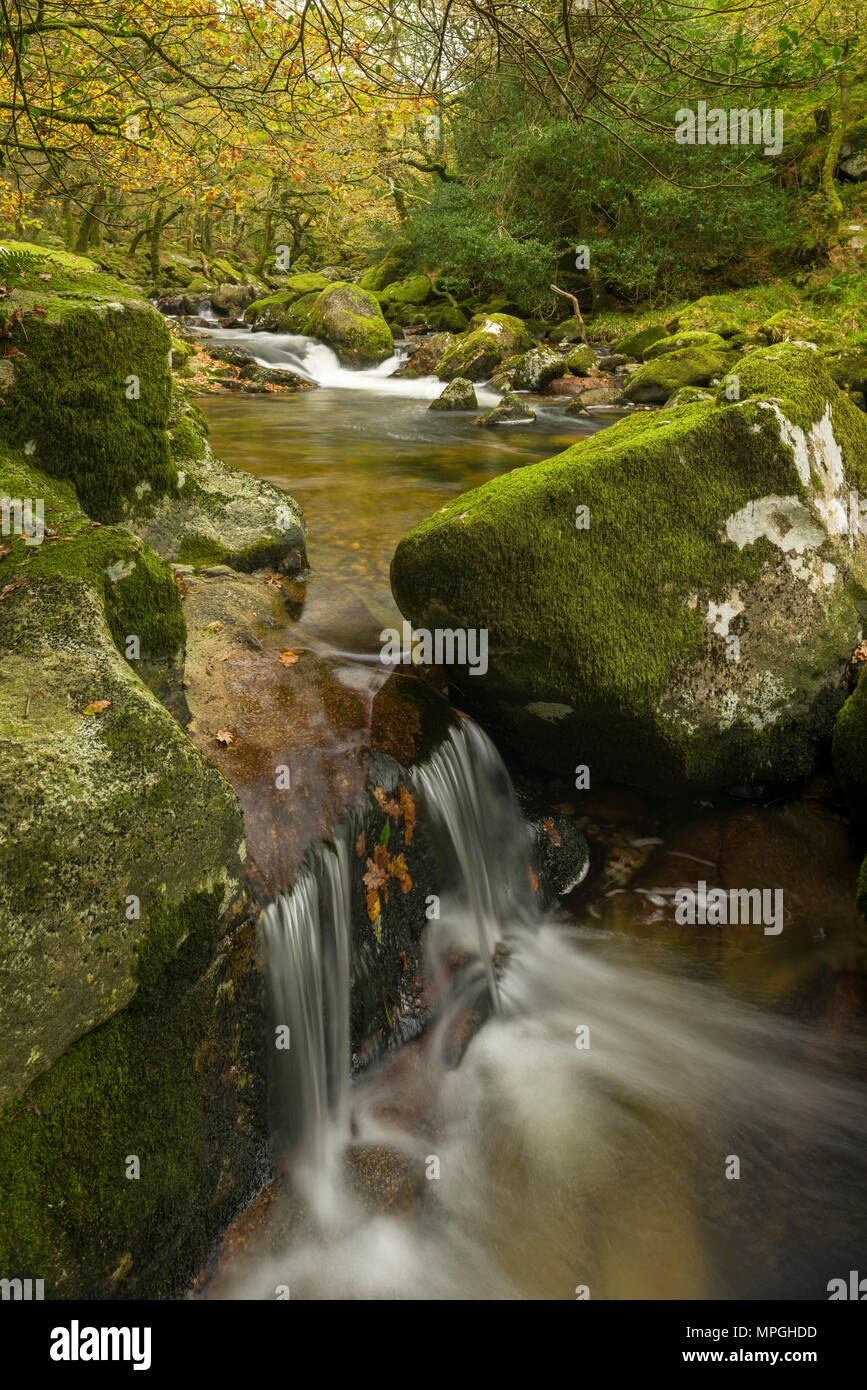 The River Plym flowing though Dewerstone Wood in autumn in Dartmoor ...