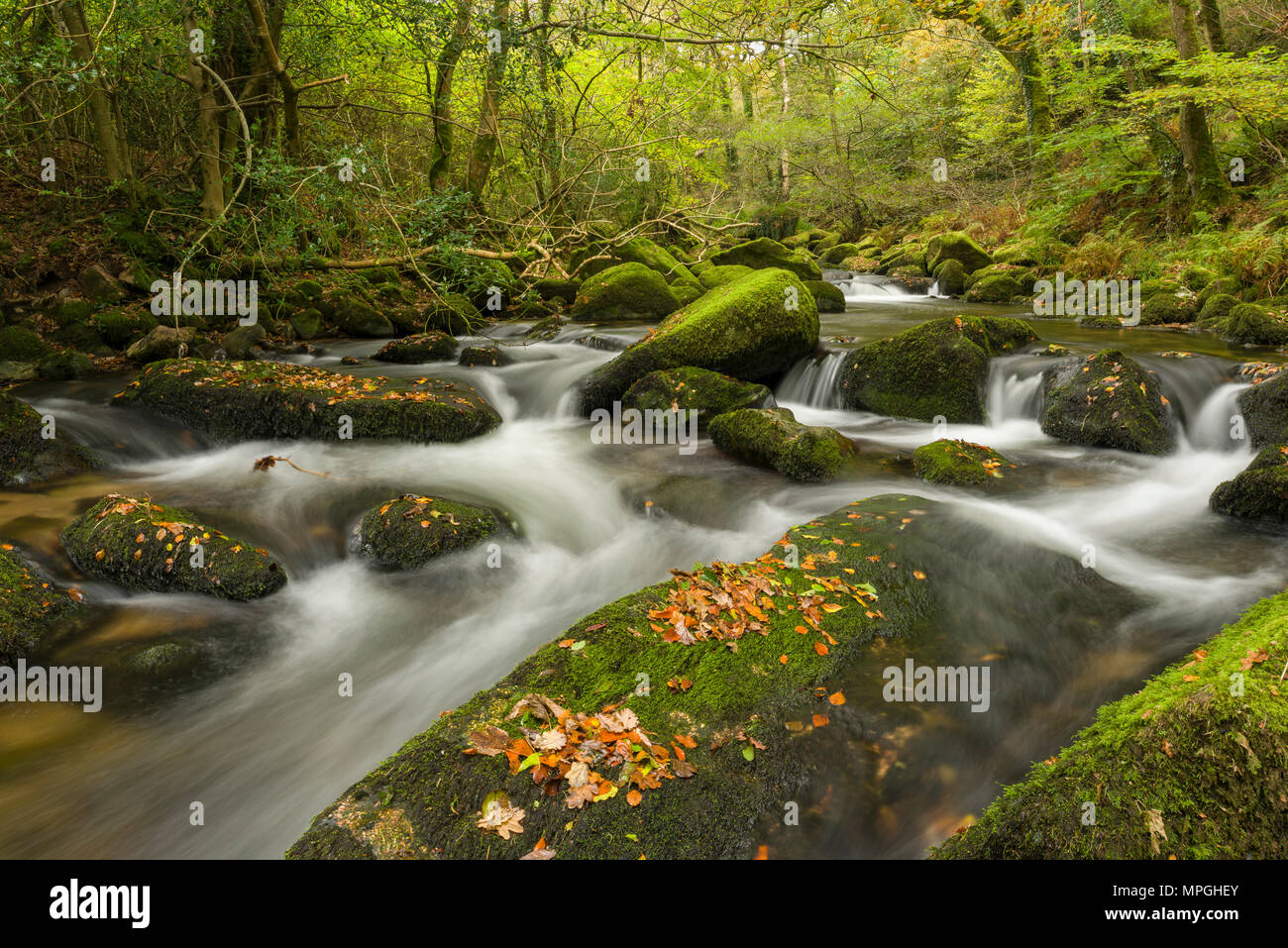 The River Meavy in Dewerstone Wood in autumn in Dartmoor National Park ...