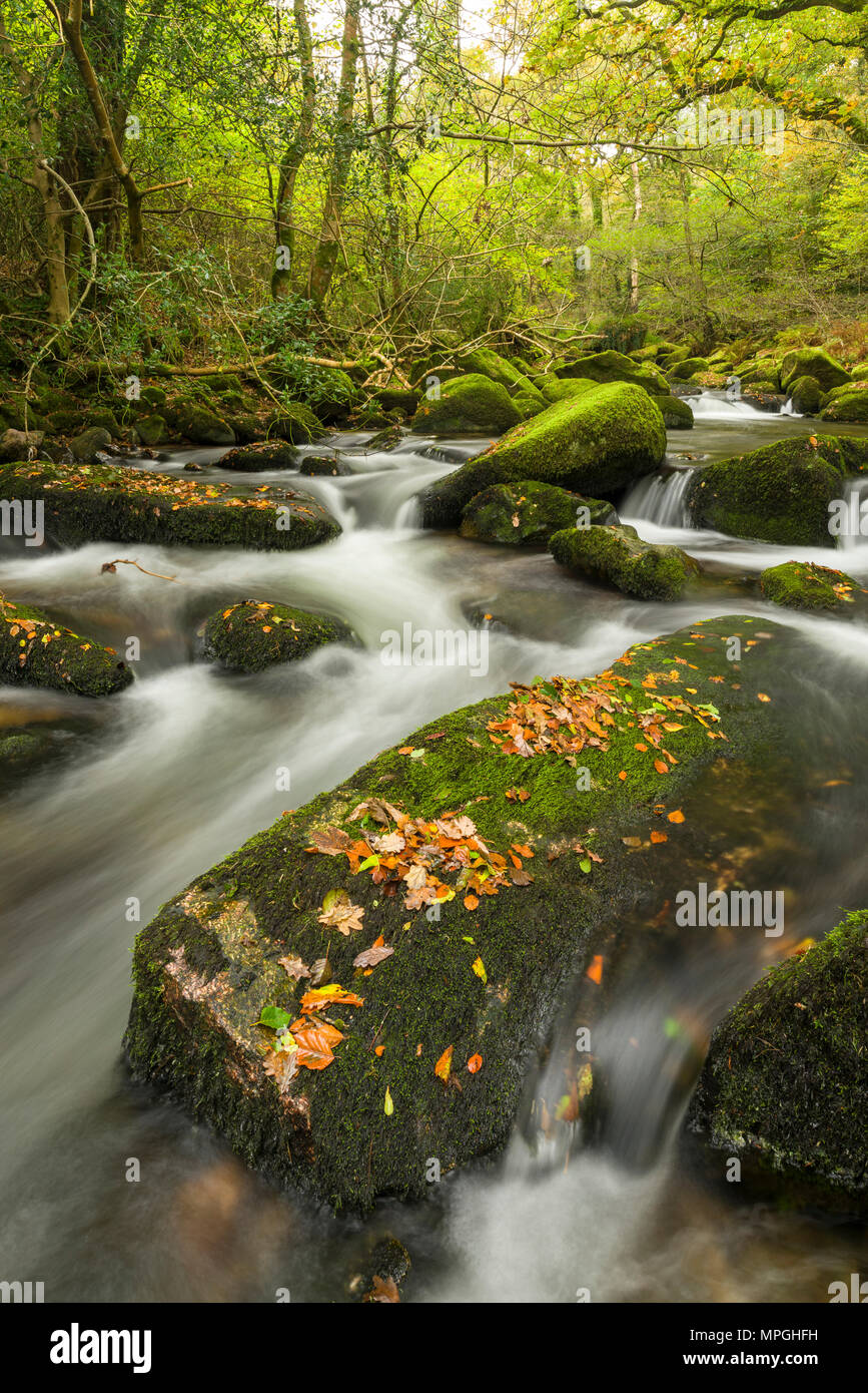The River Meavy in Dewerstone Wood in autumn in Dartmoor National Park ...