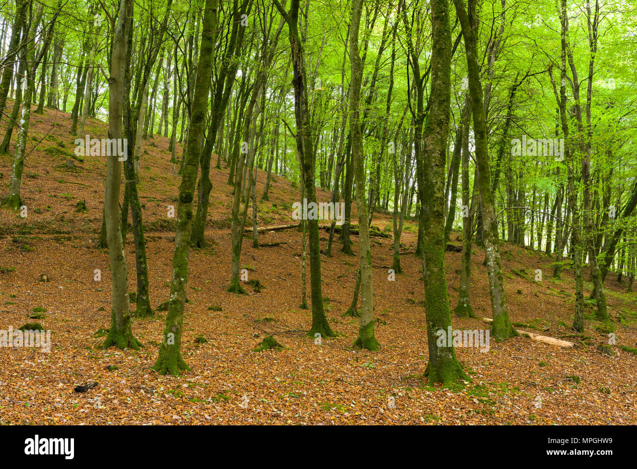 Common Beach trees in Barton Wood in Exmoor National Park, Devon ...