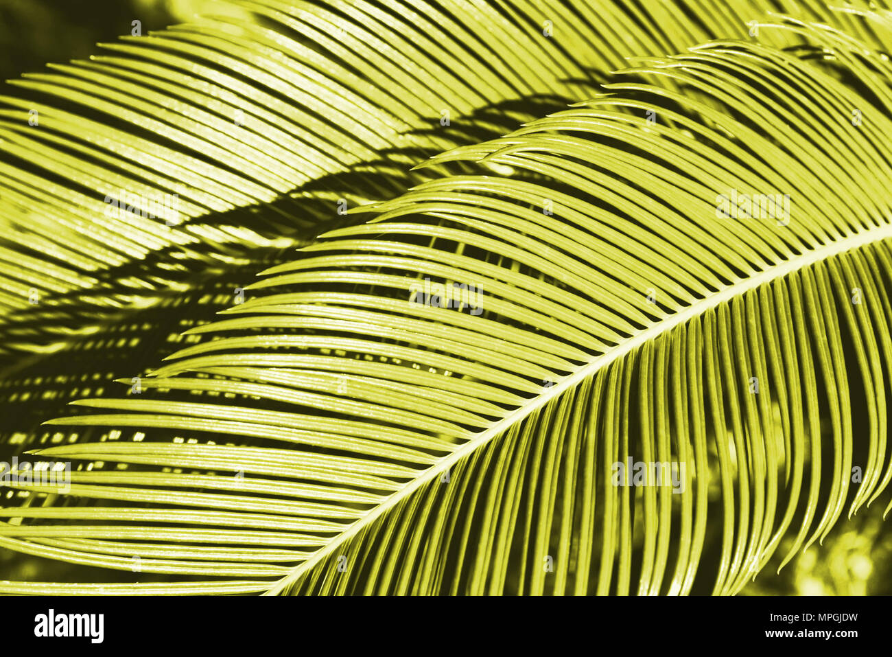 Creative layout foliage forest hi-res stock photography and images - Alamy
