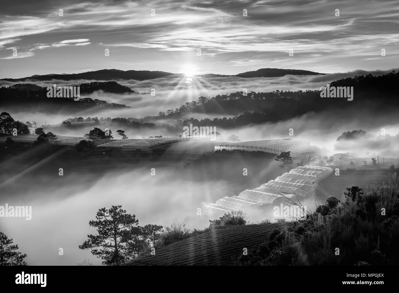 Morning sunrise pines pine Black and White Stock Photos & Images - Alamy
