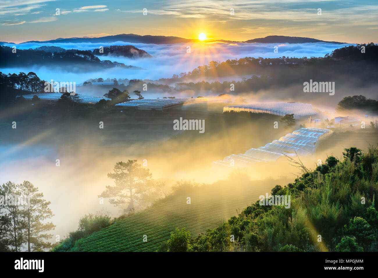 Sunrise over hillside a pine forest with long sun rays pass through ...