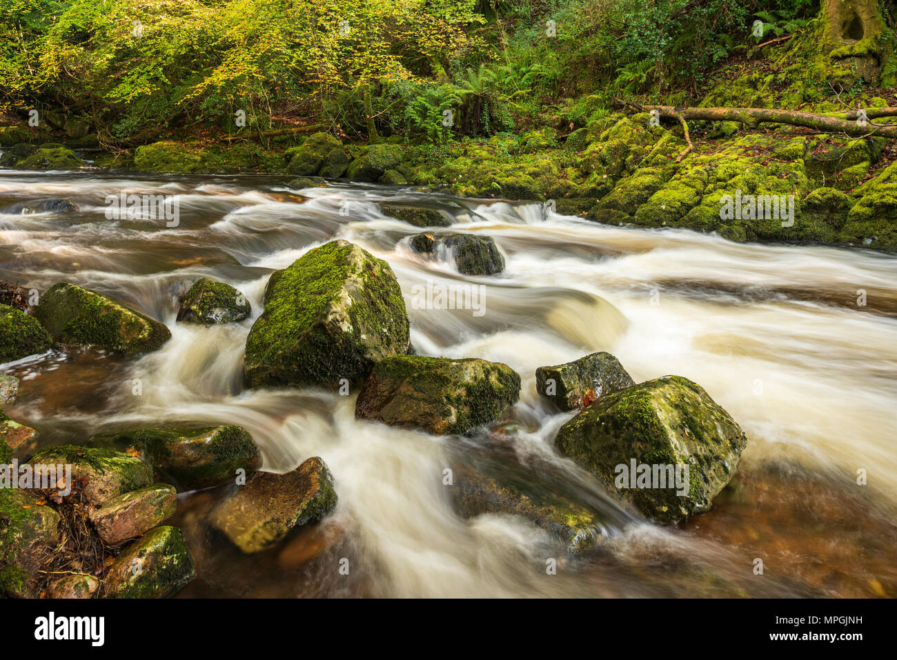 The River Erme flowing though autumn woodland on the edge of the ...