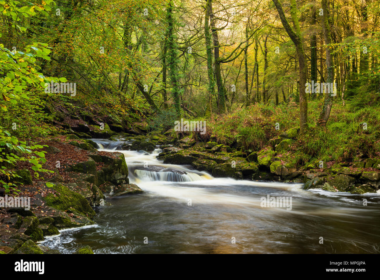 The River Erme flowing though autumn woodland on the edge of the ...