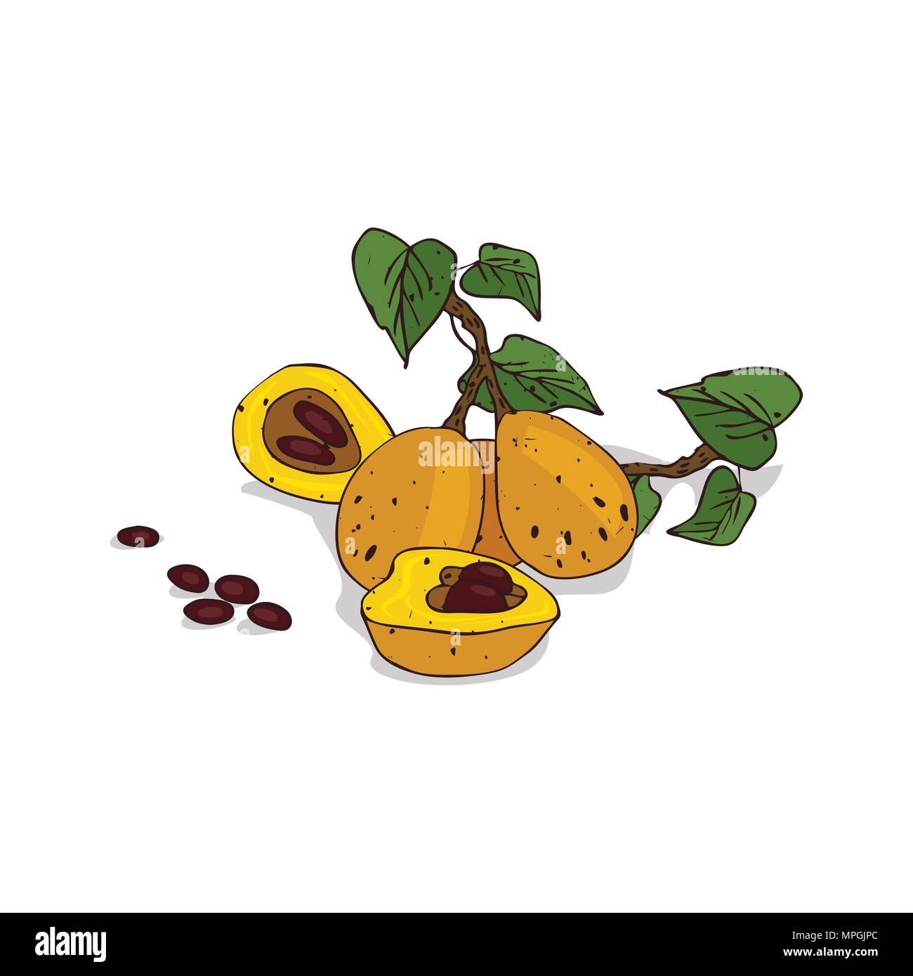 Marula on white Stock Vector Images - Alamy