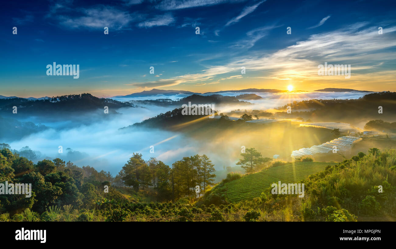 Sunrise over hillside a pine forest with long sun rays pass through ...