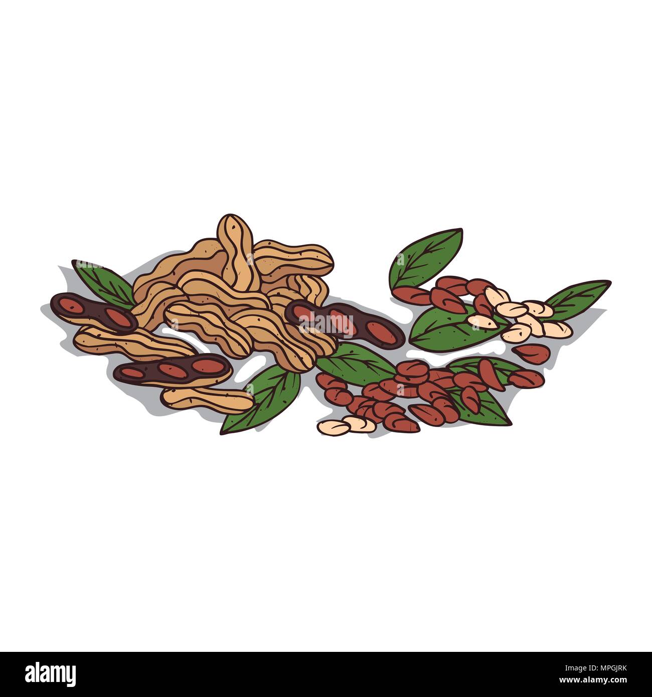 Isolated clipart of plant Peanut on white background. Botanical drawing ...