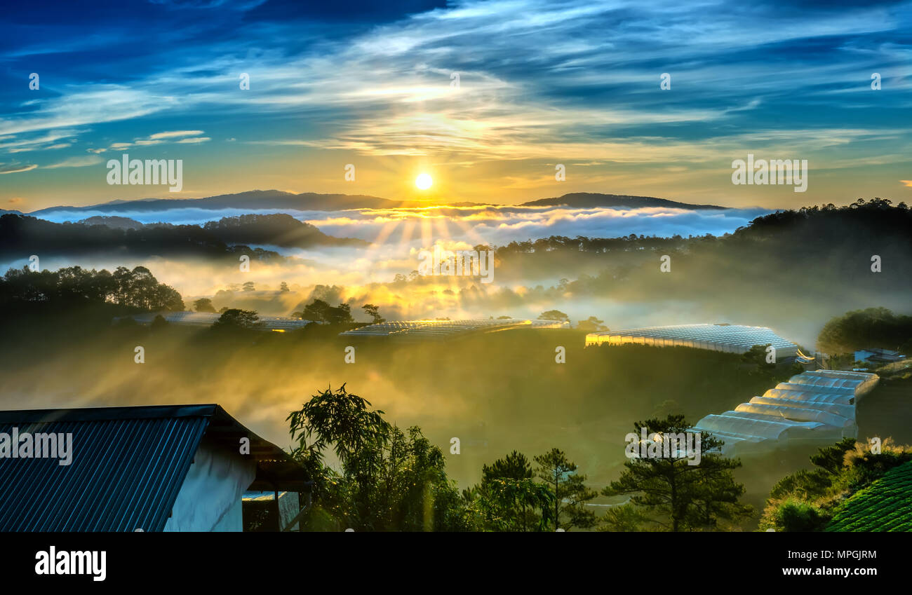 Sunrise over hillside a pine forest with long sun rays pass through ...