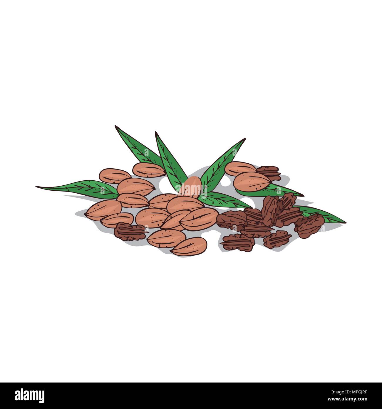 Isolated clipart of plant Pecan on white background. Botanical drawing ...