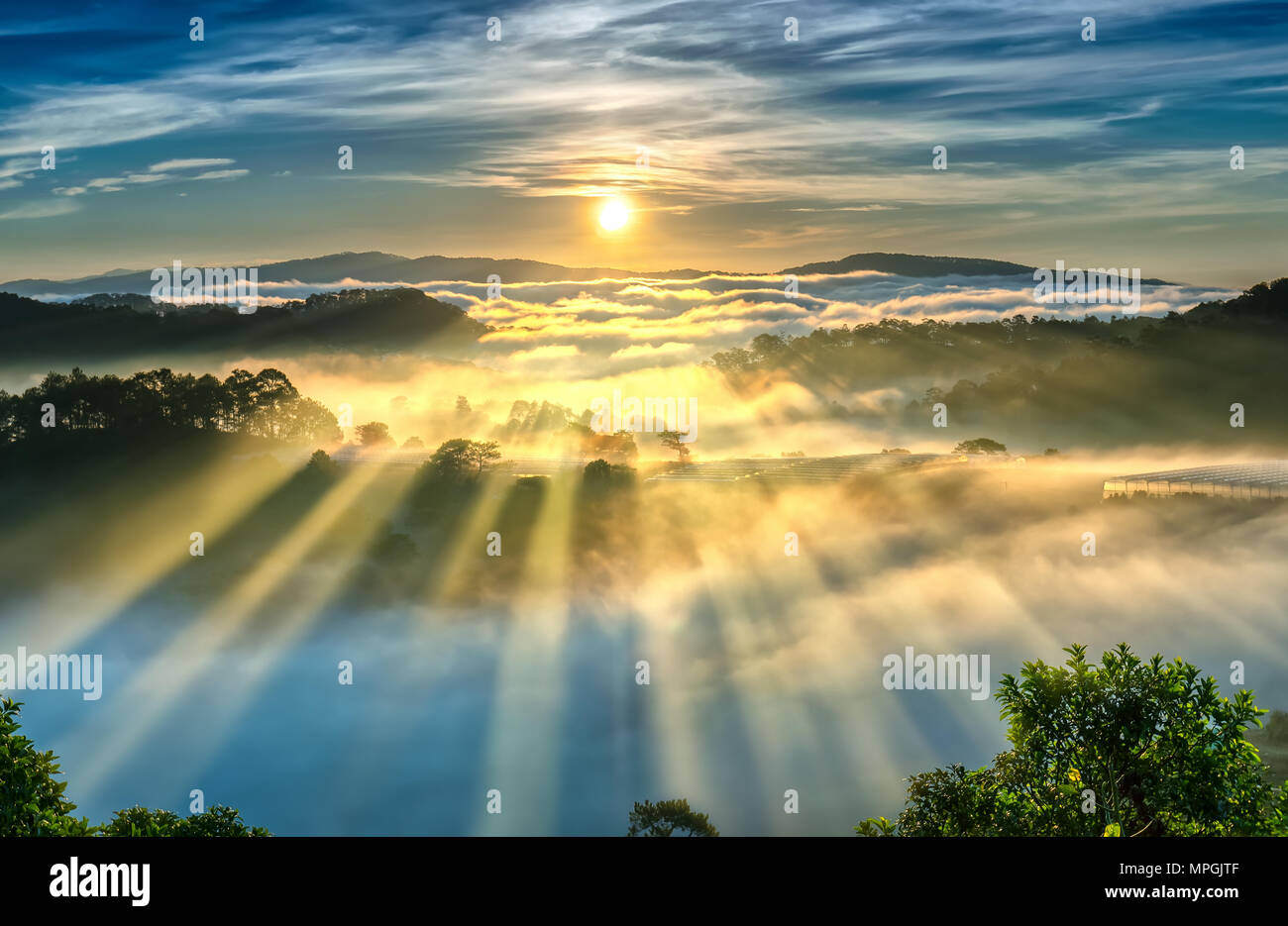 Sunrise over hillside a pine forest with long sun rays pass through ...