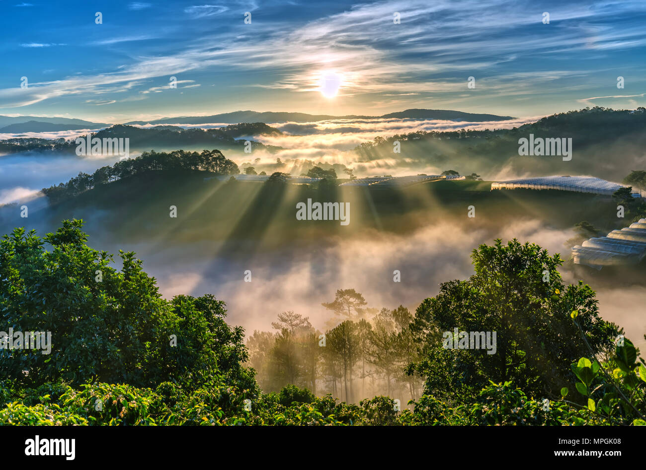 Sunrise over hillside a pine forest with long sun rays pass through ...