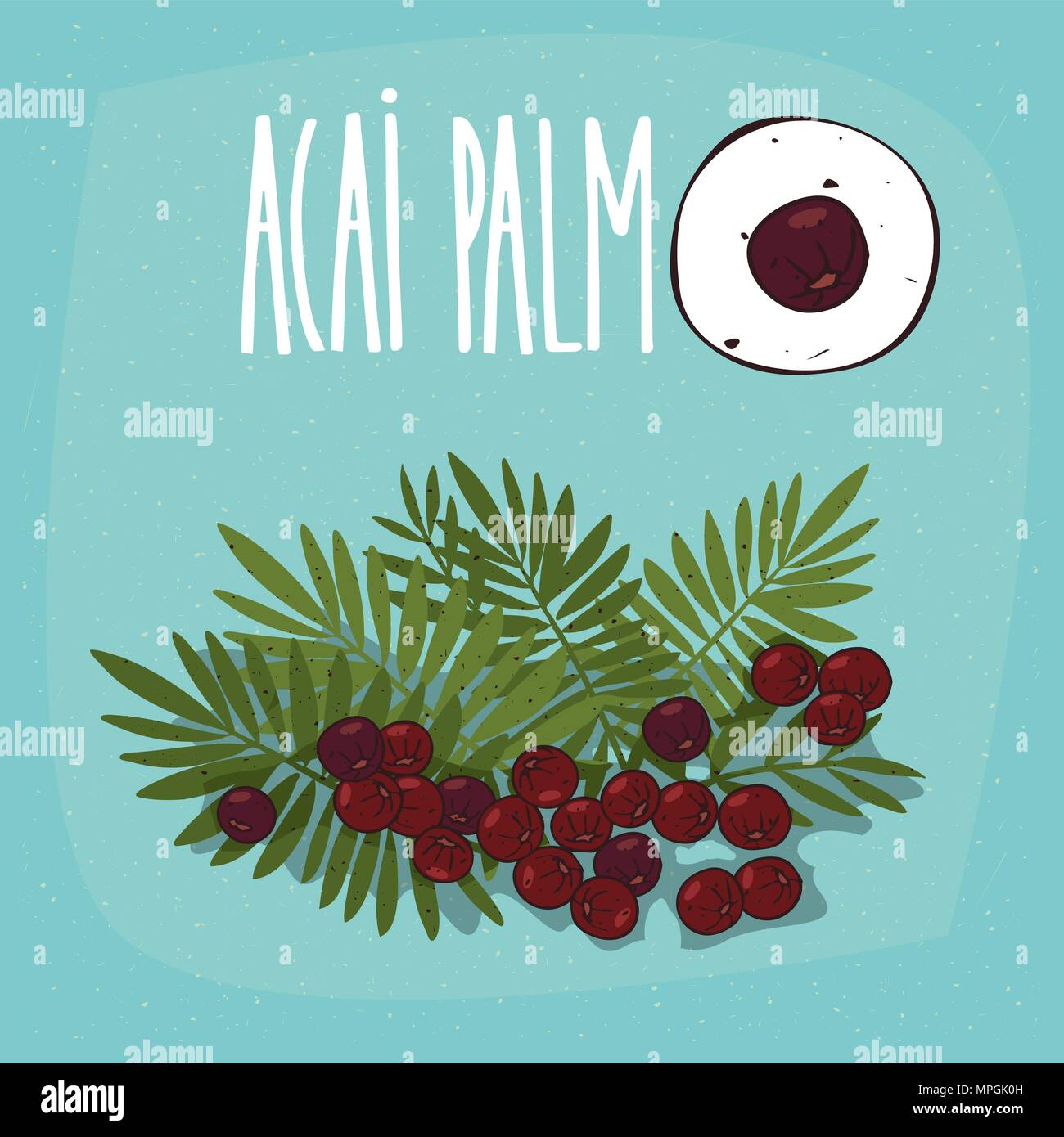 Set of isolated plant Acai Palm fruits herb with leaves, Simple round ...