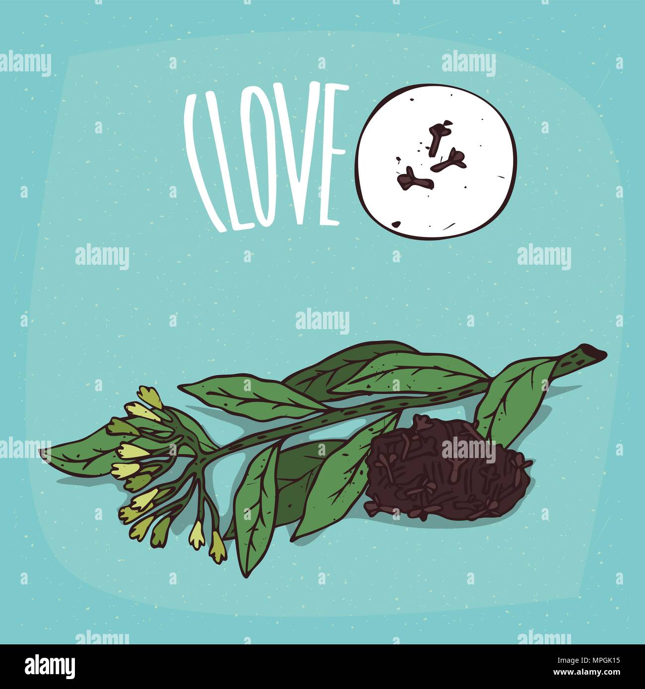 Set of isolated plant Clove flowers herb with leaves, buds, Simple ...