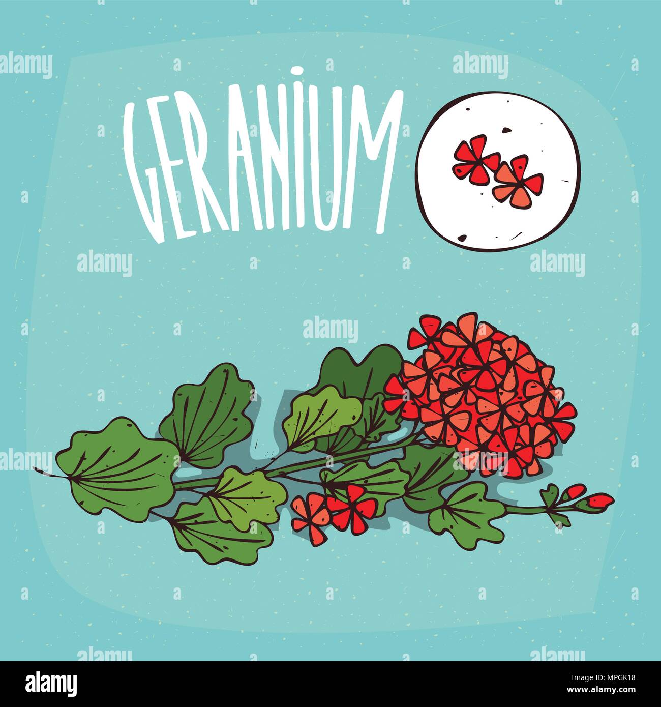 Geranium drawing hi-res stock photography and images - Alamy