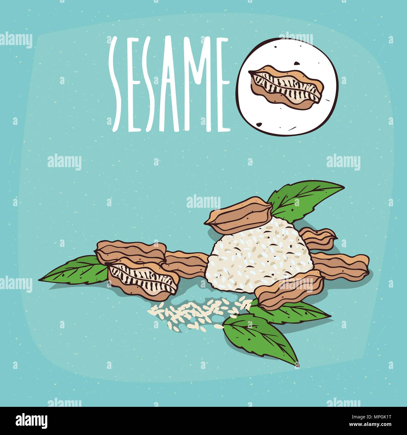 Seeds Stock Vector Images - Alamy