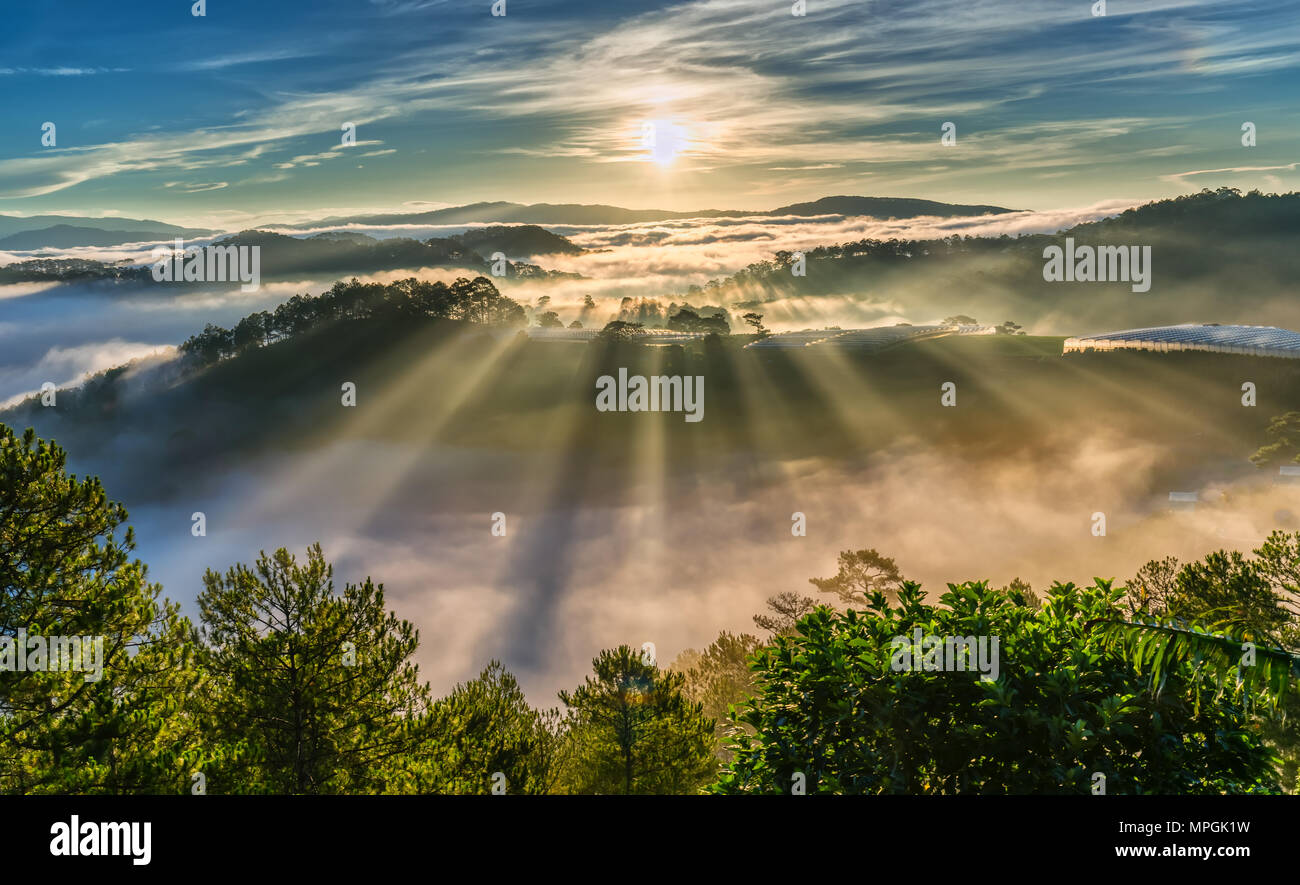 Sunrise over hillside a pine forest with long sun rays pass through ...