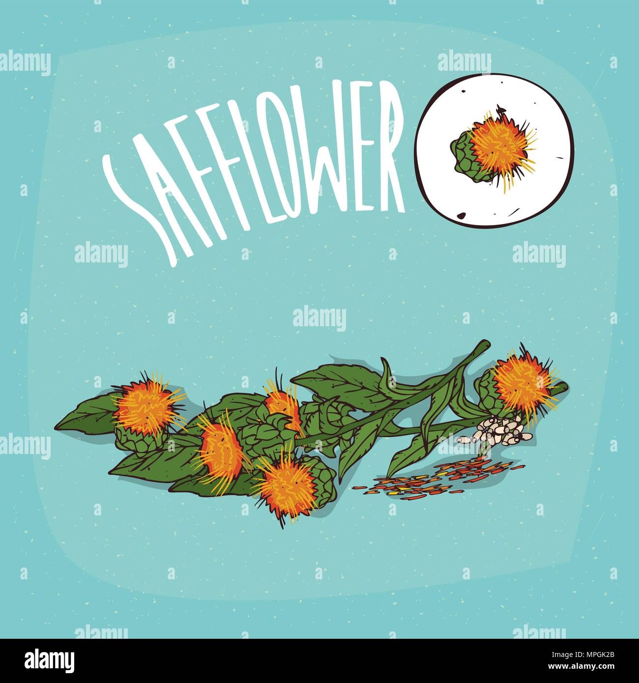 Set of isolated plant Safflower flowers herb with leaves, seeds, Simple ...
