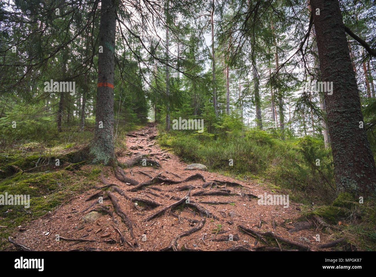 Root Pine Tree Roots High Resolution Stock Photography and Images - Alamy