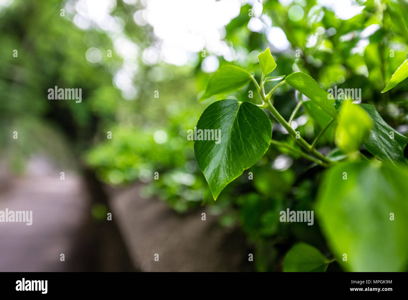 Natural background blurred leaf texture hi-res stock photography and ...