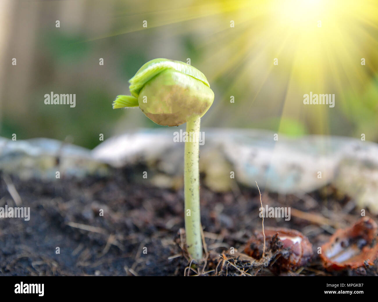 seed to tree, Seeding, Plant seed growing concept Stock Photo - Alamy