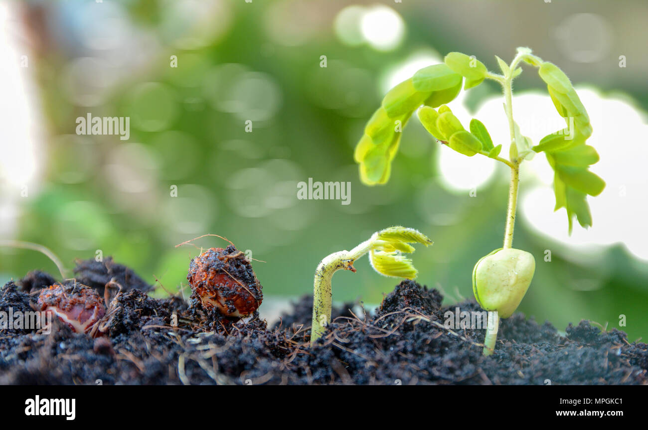 seed to tree, Seeding, Plant seed growing concept Stock Photo - Alamy