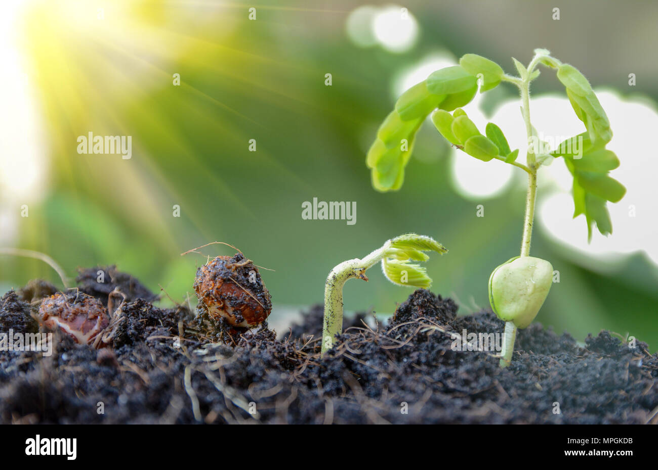 seed to tree, Seeding, Plant seed growing concept Stock Photo - Alamy