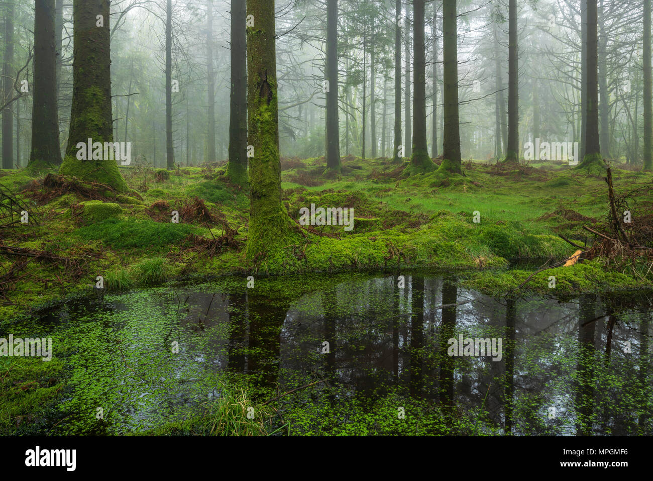Conifers reflected in the water hi-res stock photography and images - Alamy