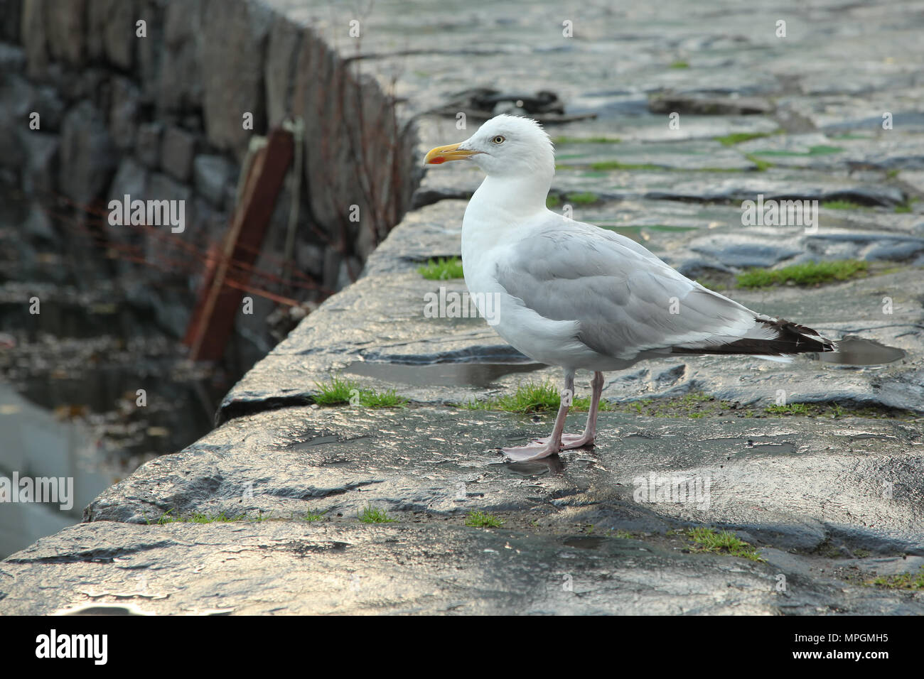 Single pier hi-res stock photography and images - Alamy