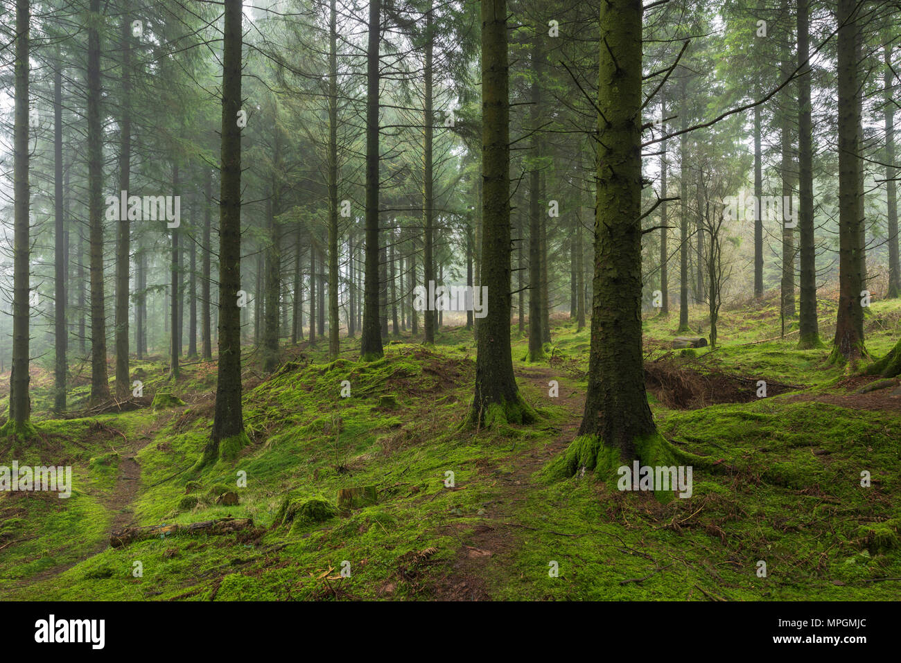 Stockhill wood hi-res stock photography and images - Alamy