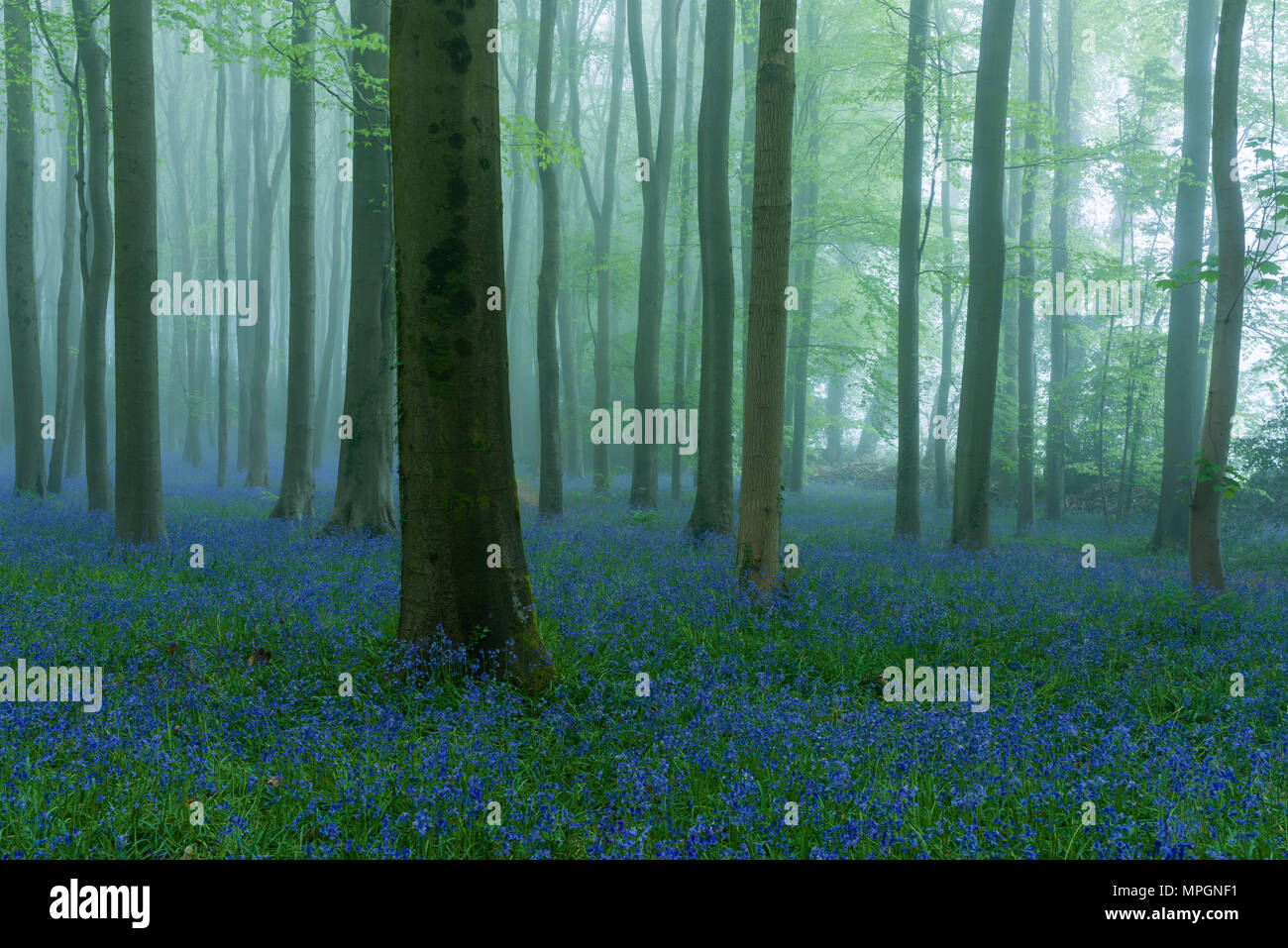 Bluebells in a misty beech woodland at dawn. Wrington Hill, North ...