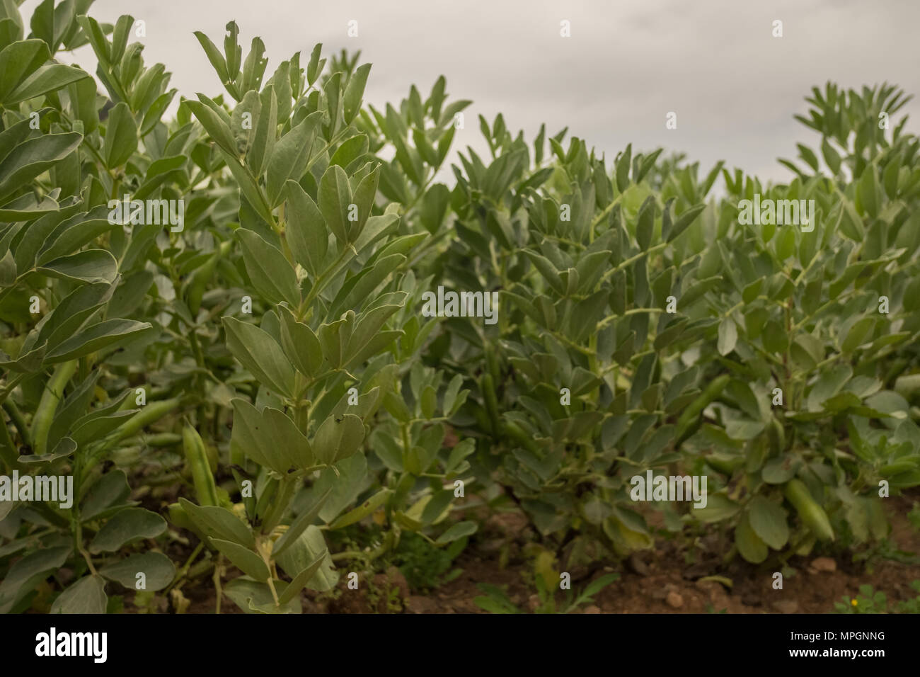 Farm field with broad bean plants Stock Photo - Alamy