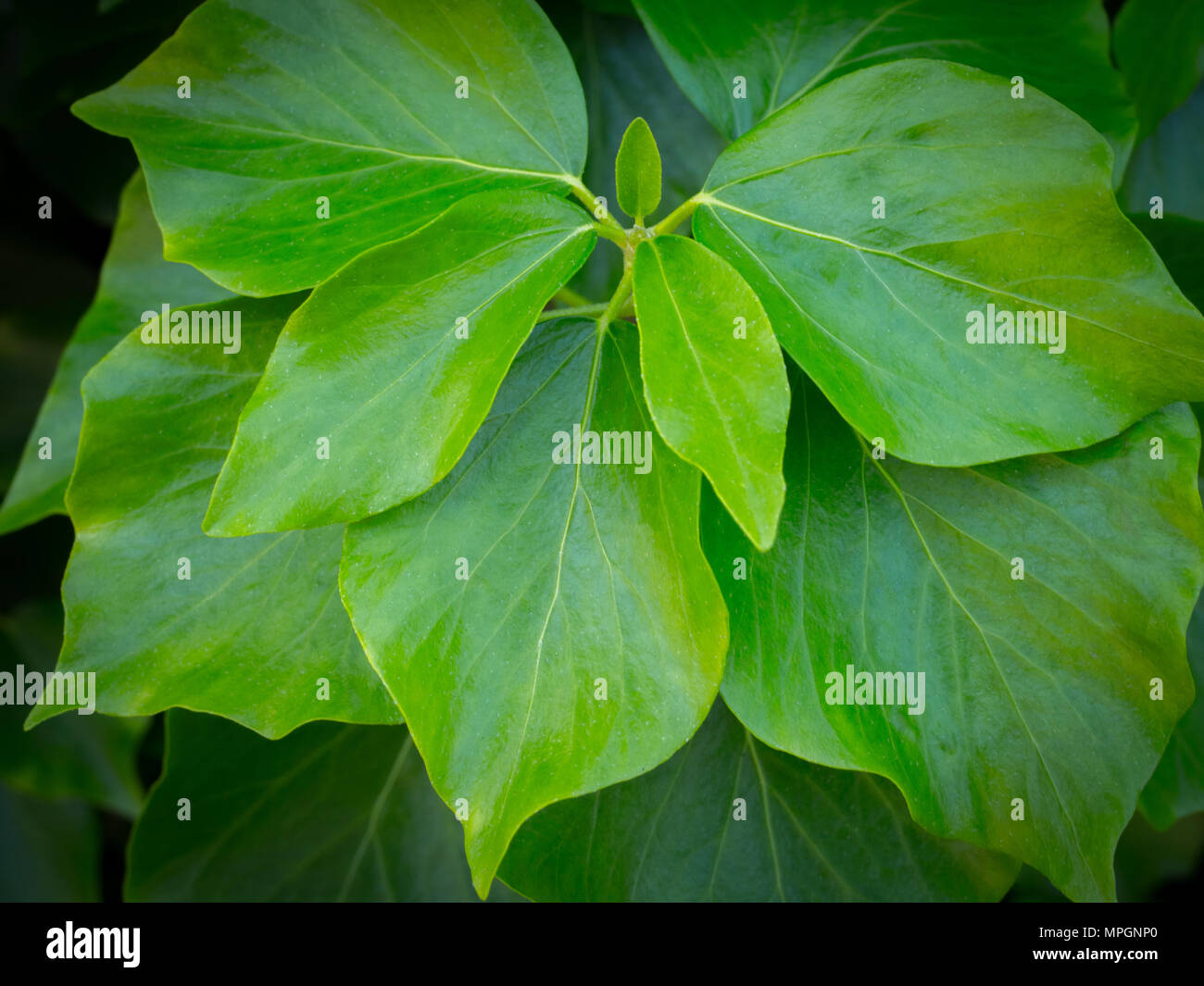 Foreground of leaves texture Stock Photo - Alamy