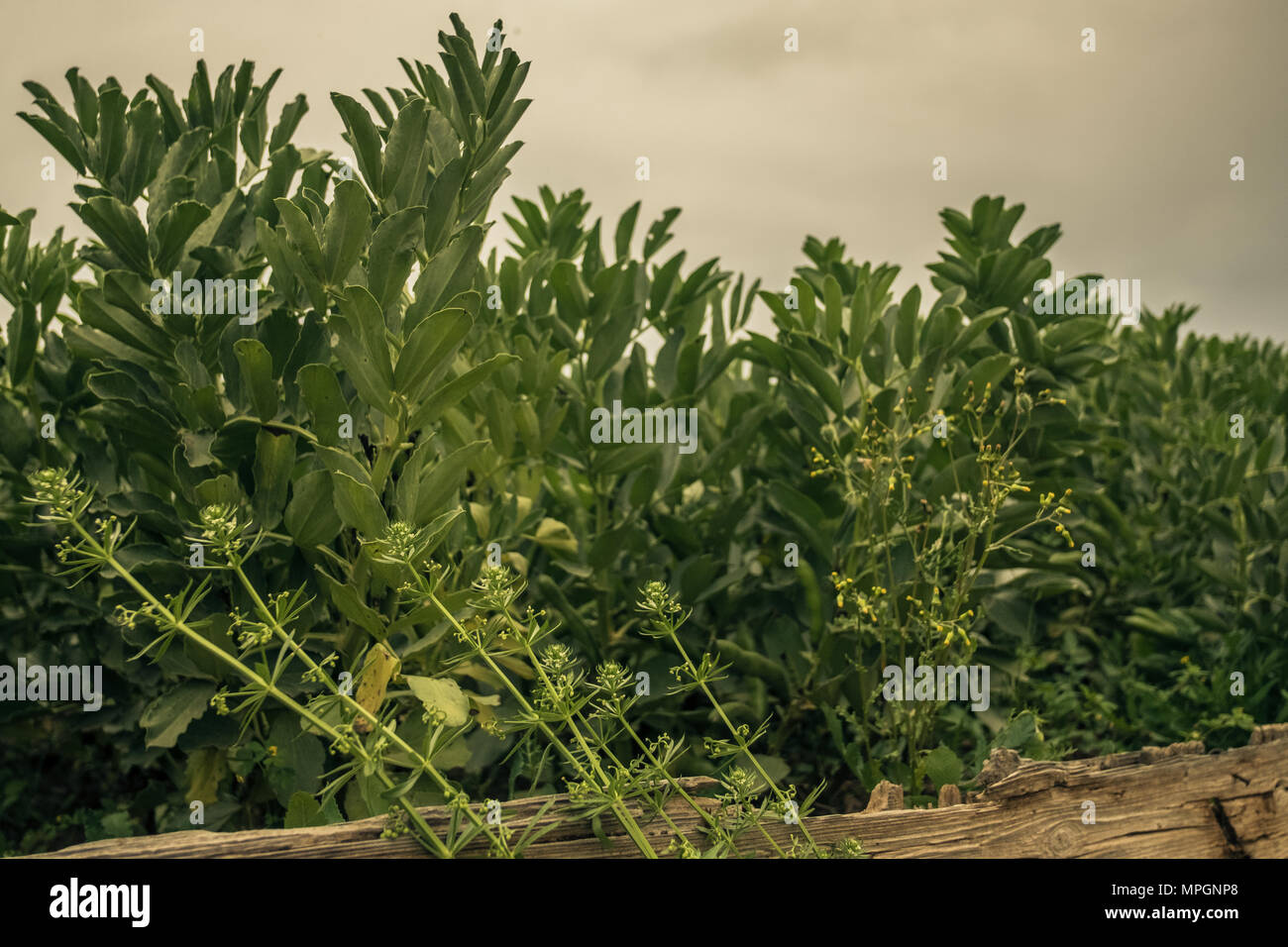 Farm field with broad bean plants Stock Photo - Alamy