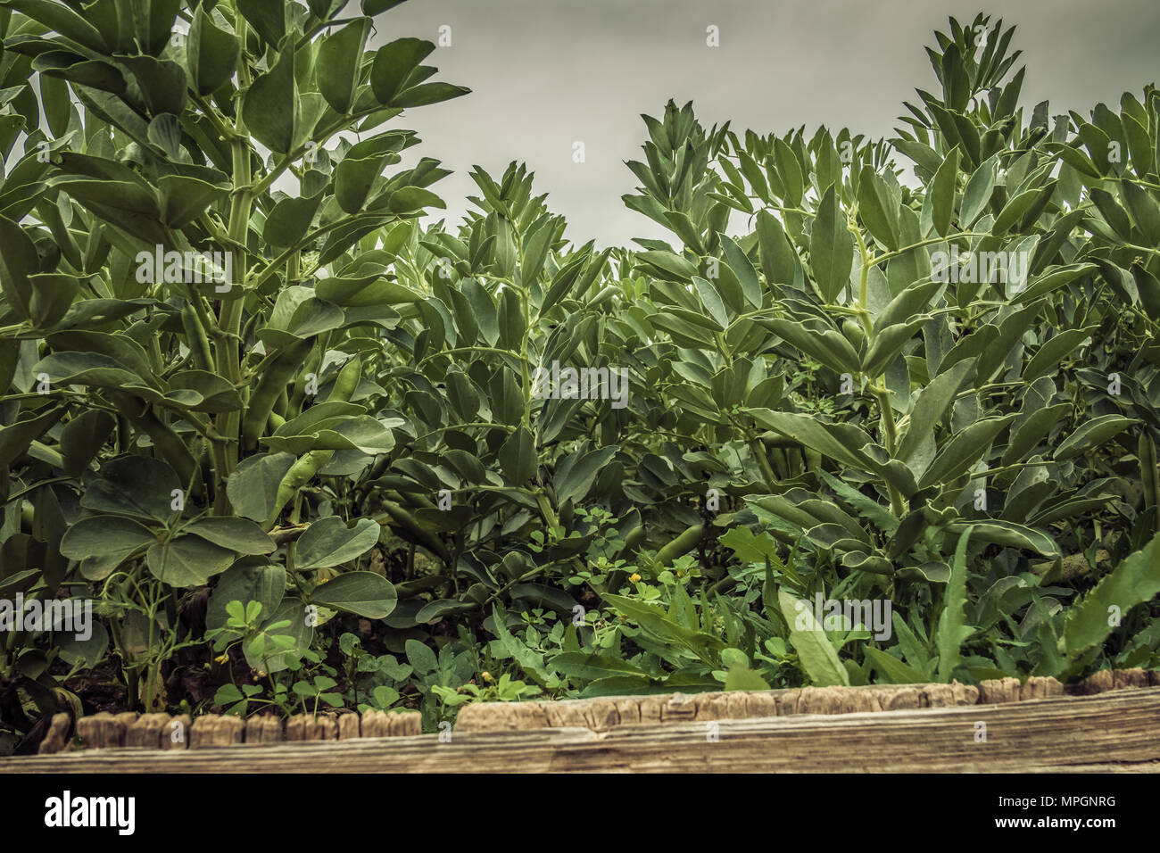 Field bean hi-res stock photography and images - Alamy