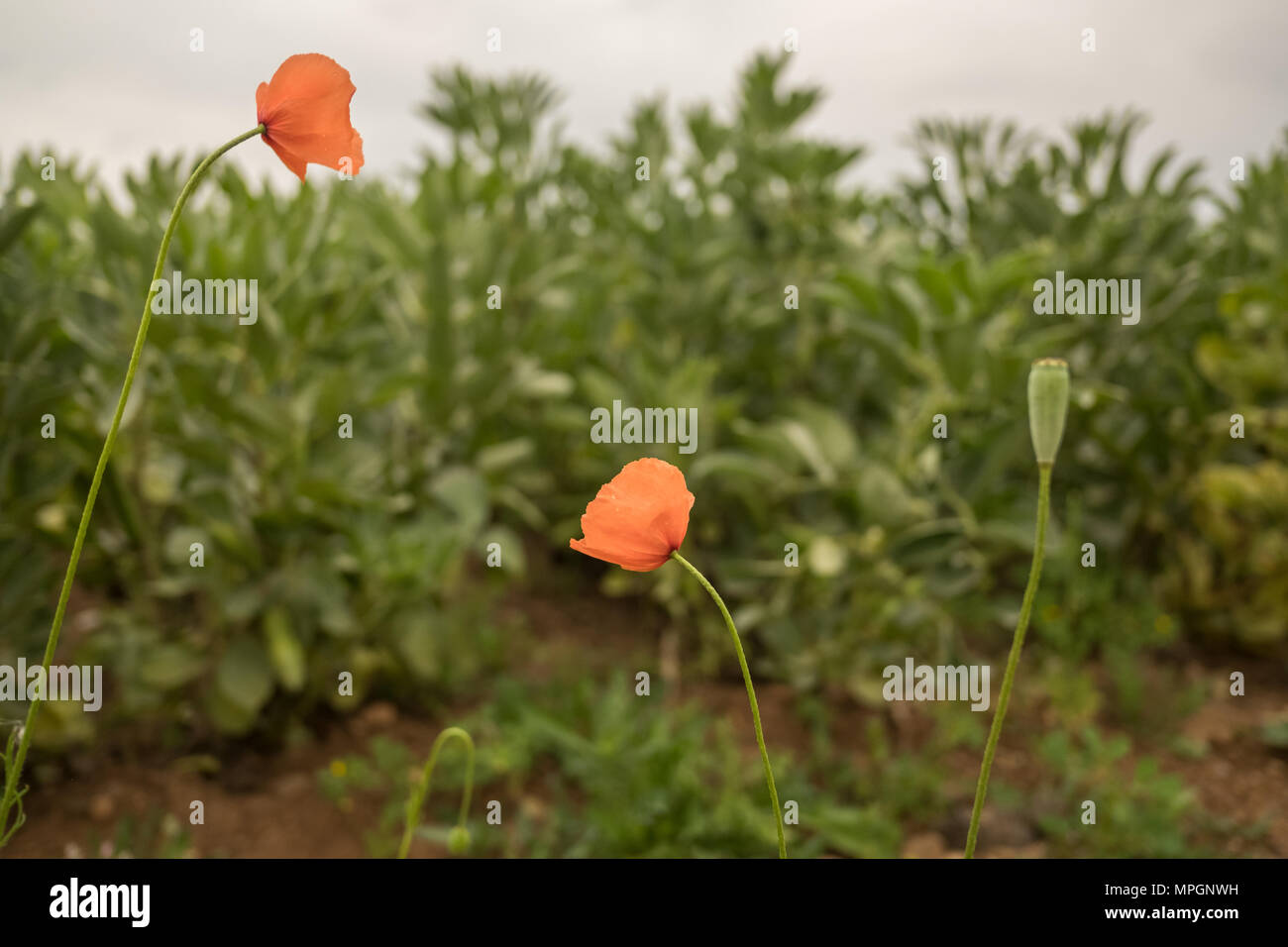 Poppy flowers and field of broad beans in the background Stock Photo ...