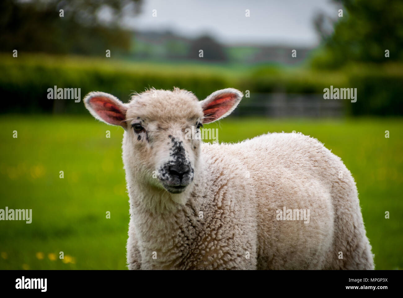 lambs in field in Spring Stock Photo - Alamy