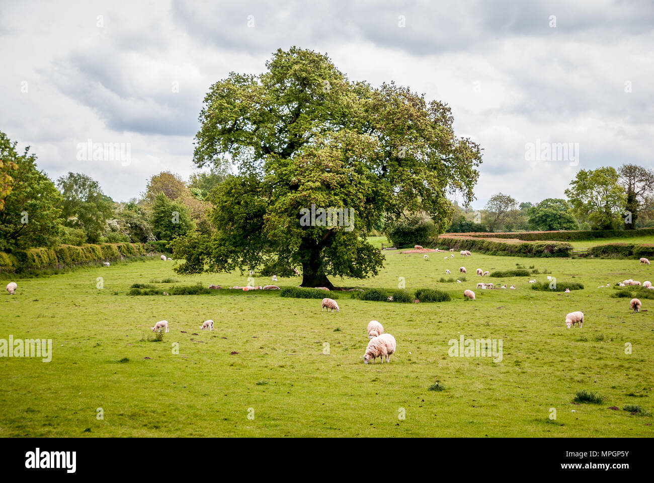 english countryside sheep and fields Stock Photo - Alamy