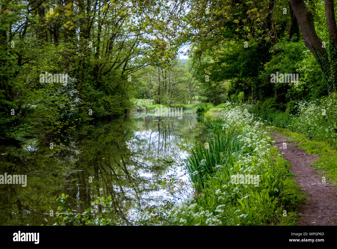 English Canal Countryside Trees Stock Photo - Alamy