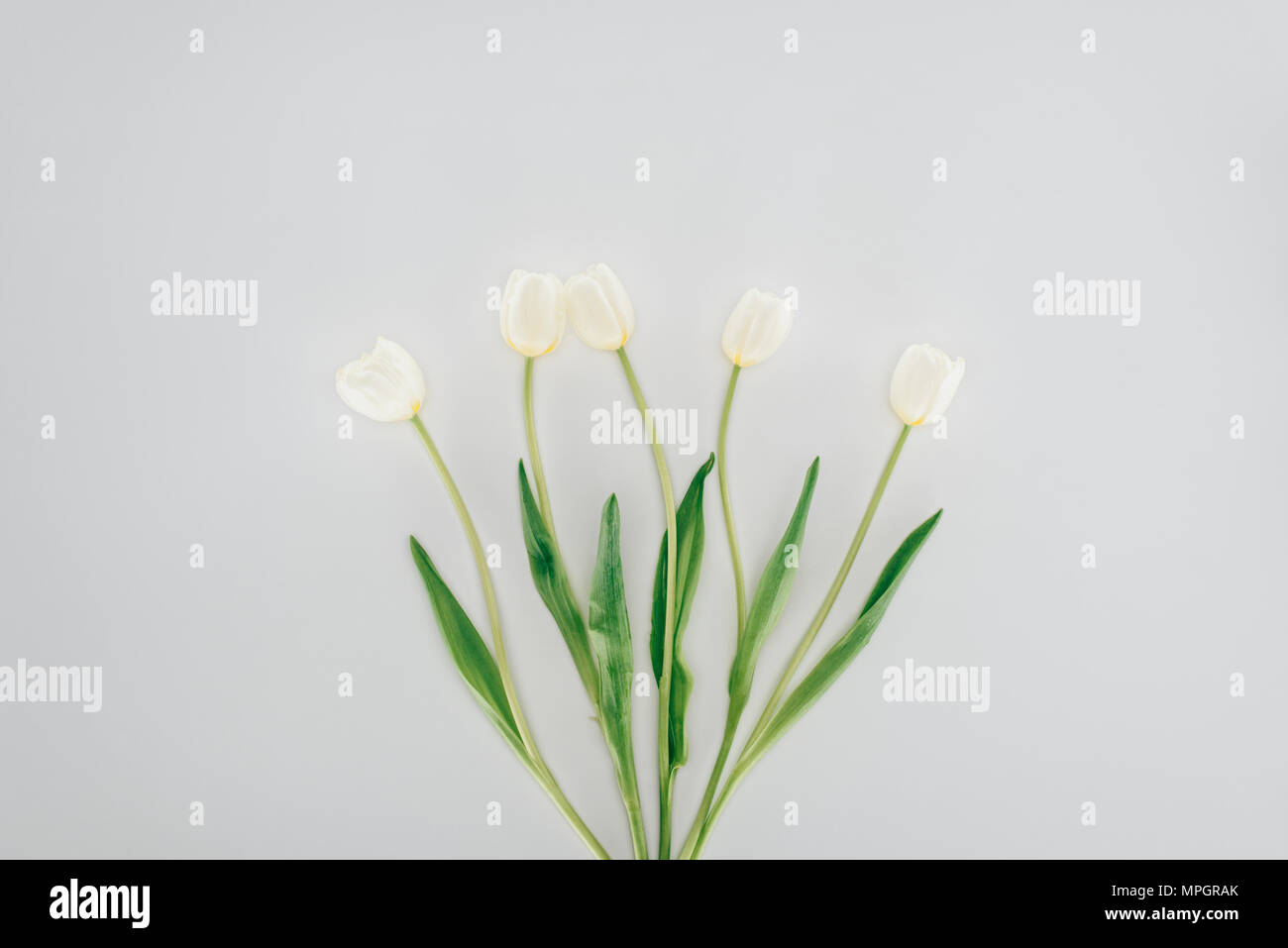 beautiful tulip flowers isolated on grey Stock Photo - Alamy