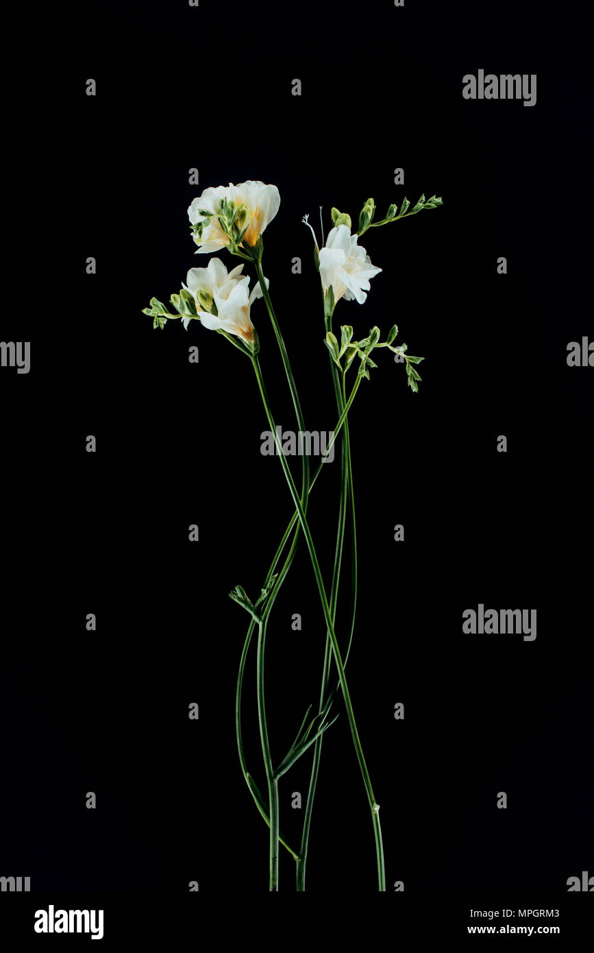 Beautiful stems hi-res stock photography and images - Alamy